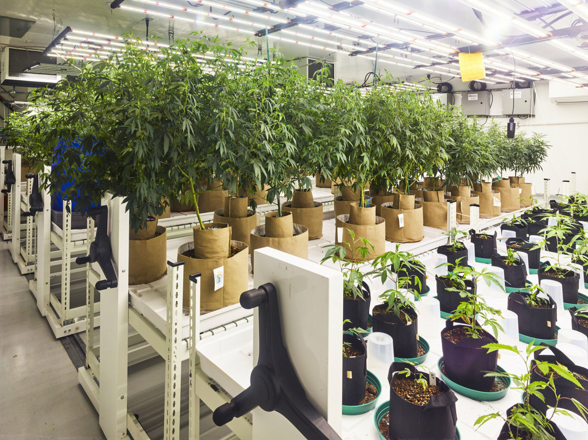 Cannabis Facility - Studio KDA